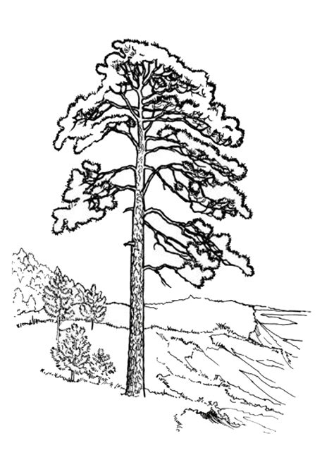 Pine Tree Coloring Pages Trees Line Drawing Colouring Clipart Printable