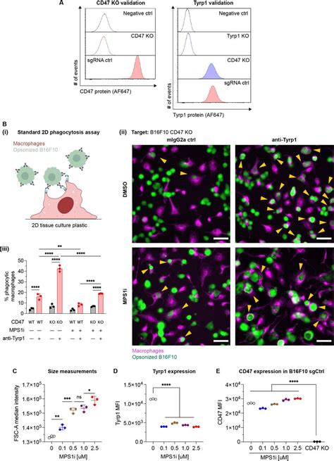 Anti Mouse Cd47 Antibody Bio X Cell Bioz
