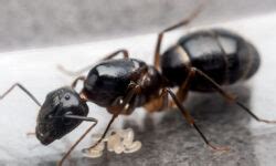 Lutte efficace contre les fourmis charpentières conseils et solutions
