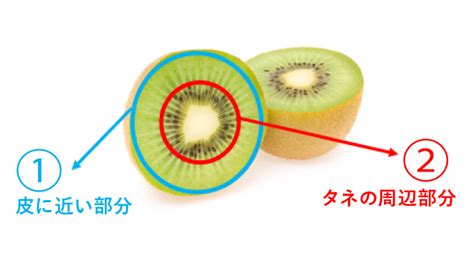 Study 07 国産キウイの旬は秋です。｜緒方湊の誌上セミナー｜とうきょうの恵みtokyo Grown