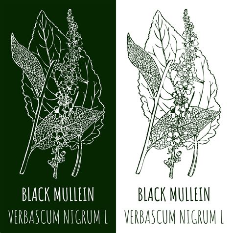 Drawings Black Mullein Hand Drawn Illustration Latin Name Verbascum
