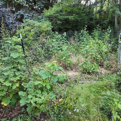 Building Model Airplanes In My Raspberry Orchard Mark My Words