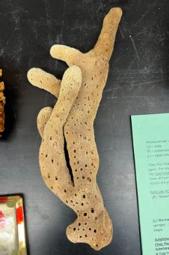 Marine Invertebrates Lab Flashcards Quizlet