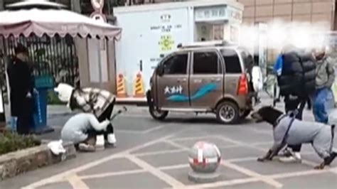 狗主人遛大型犬惊吓路人发生冲突，放言：我的狗比你金贵。警方已介入凤凰网视频凤凰网