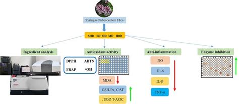 Influence Of Five Drying Methods On Active Compound Contents And