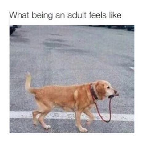 What Being An Adult Feels Like Funny
