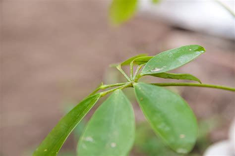 쉐 플 라가 방패와 함께 나뭇잎 공장 Parasitized 공간을 닫고 복사 합니다 0명에 대한 스톡 사진 및 기타 이미지