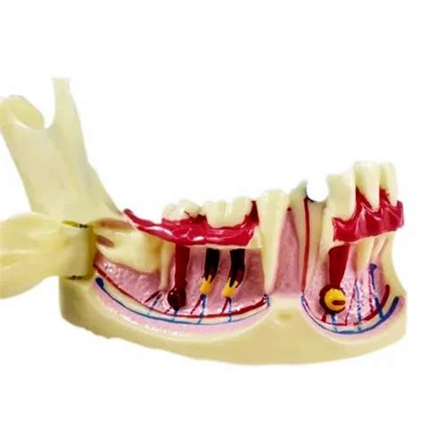 Dental Mandible Model For Clinical At ₹ 1000 Piece In Mumbai Id