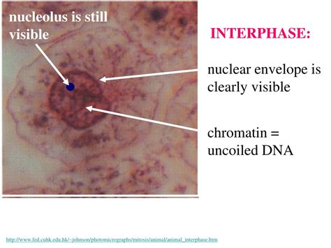 Ppt Cell Growth And Reproduction Process Explained Powerpoint