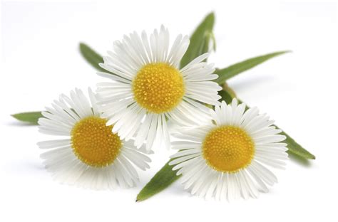 Camomile Essential Oil Bioptogreencom