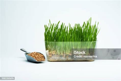 건강 한 다이어트에 대 한 파란색 배경에 Mettalic 특 종에서 플라스틱 컨테이너와 밀 곡물에 콩나물 밀 잔디 0명에 대한