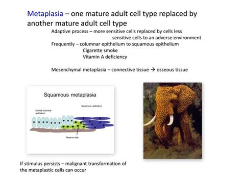 Carcinogenesis World Toxicologic Pathology Congress Ppt