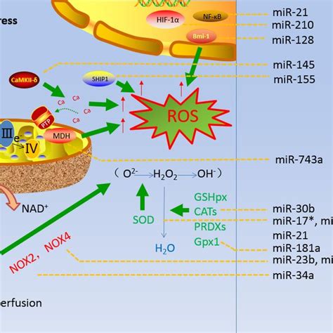 Energy Metabolism In The Mitochondria During Cerebral Download