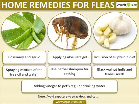 Home remedies for fleas can include usage of rosemary seeds, fennel ...