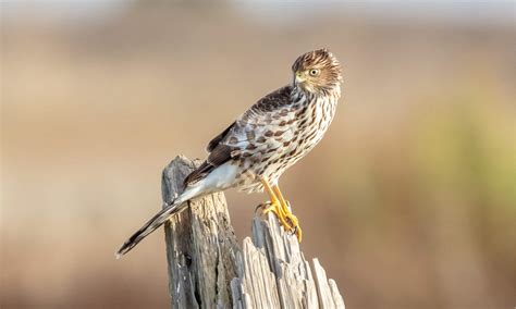 Coopers Hawk Vs Sharp Shinned Hawk 5 Differences A Z Animals