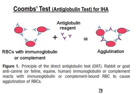 Immune Mediated Hemolytic Anemia Clinical Pathology And Hemolymphatics