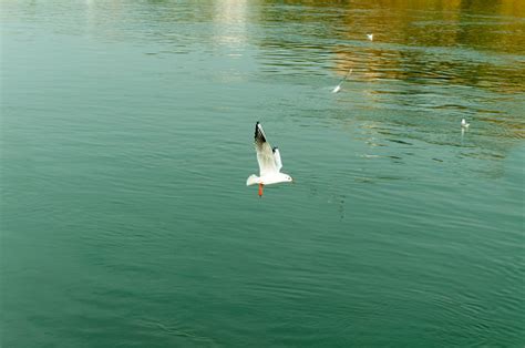 모션 블러와 선택적 초점 음식을 찾는 물 위에 비행 하는 갈매기 갈매기에 대한 스톡 사진 및 기타 이미지 갈매기 강 구유고슬라비아 Istock