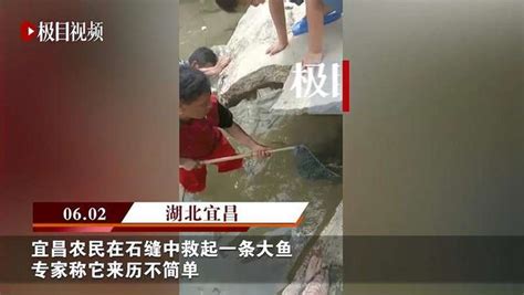 「视频」宜昌农民在石缝中救了一条大鱼，专家称它来历不简单社会奇闻轶事好看视频