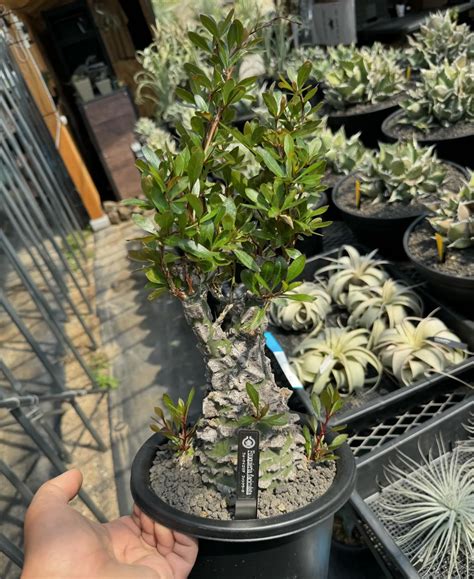 お気に入りの一株。 ブログ 愛知の植物販売ならt Plants Labo
