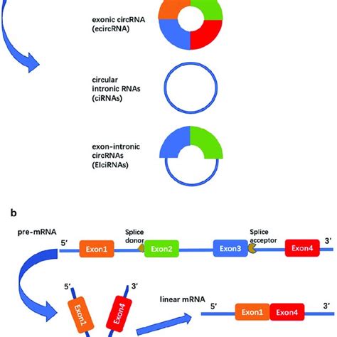 The Main Functions Of Circrnas A Mirna Sponge B Protein Sponge
