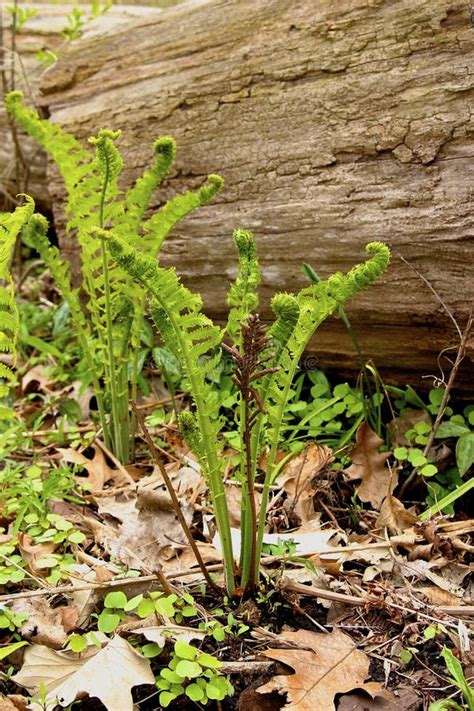 Ostrich Fern Fiddlehead 600004 Stock Image Image Of Onocleaceae