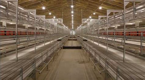 Aviary Poultry System For Laying Hens Aviary System