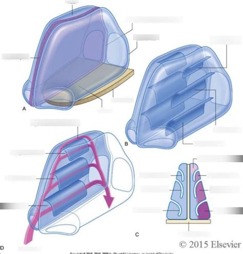 Diagram Nasal Conchae Diagram Quizlet