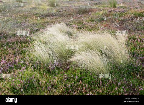 Sheeps Fescue Festuca Ovina Grass Growing Among Heather Calluna