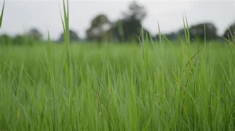 Grass Stock Video Footage For Free Download
