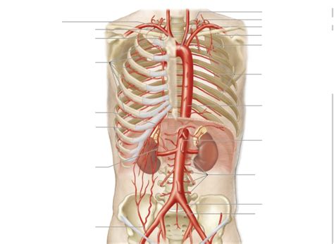 Heart Anatomy 3 Diagram Quizlet