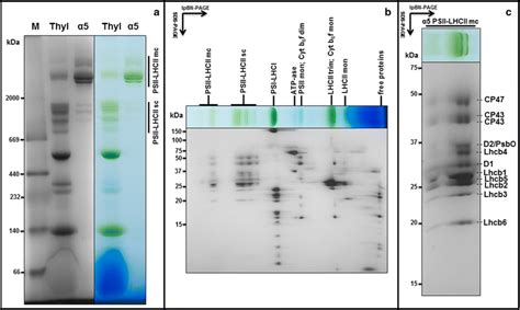 Electrophoretic Separation Of Pea Thylakoid Membranes Solubilized With