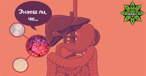 6любопитни факта за черния дроб функция клетки черен дроб лекарство интересно факти