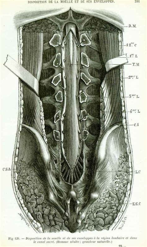 Know Your Spinal Cord The Lumbar Cistern And Cerebrospinal Fluid