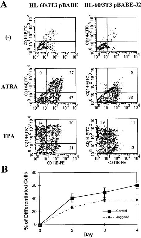 Effects Of Notch Ligand Dependent Activation On Hl 60 Differentiation