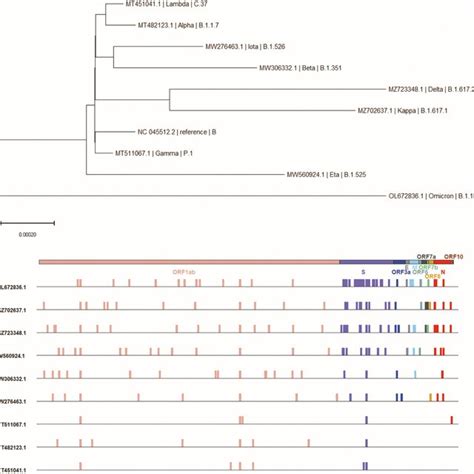 The Phylogenetic And Mutational Analysis Of 10 Different Sars Cov 2