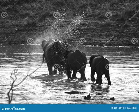 Elefanti Africani A Pilanesberg Immagine Stock Immagine Di Elefanti