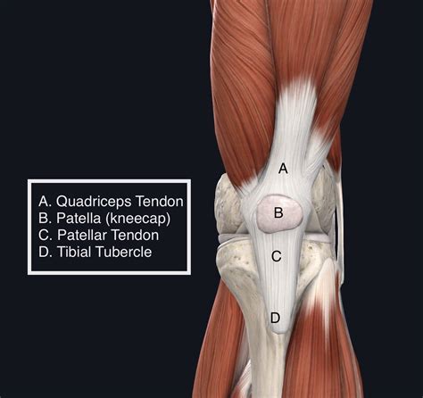 Knee Extensor Muscles