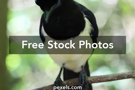 Plush Crested Jay Photos Download The Best Free Plush Crested Jay