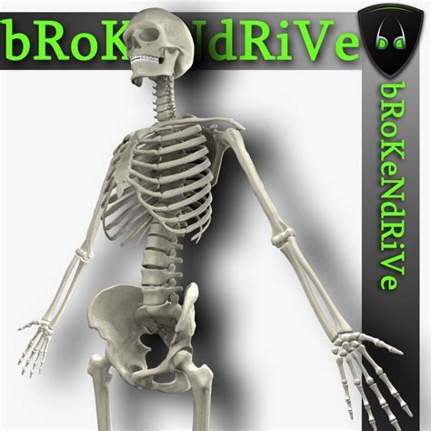 Max Human Skeleton
