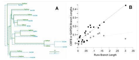 Co evolution of Runx and CBFβ proteins A We generated the accepted