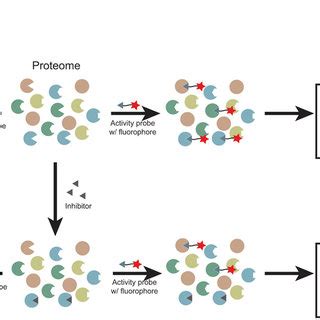 Platforms And Probes For ABPP Of SHs A Common ABPP Platforms In The Download Scientific