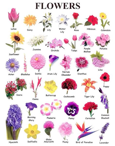 36 Flowers Name Ideas In 2025 Types Of Flowers Flower Guide Flower