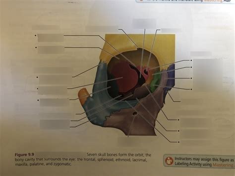Orbital Bones Diagram Quizlet