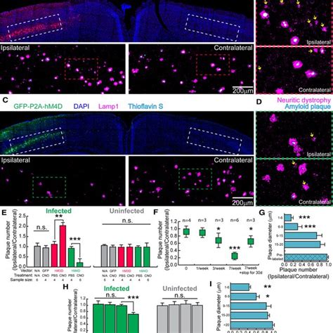 Chemogenetic Treatment Modulates Neural Activity Without Causing