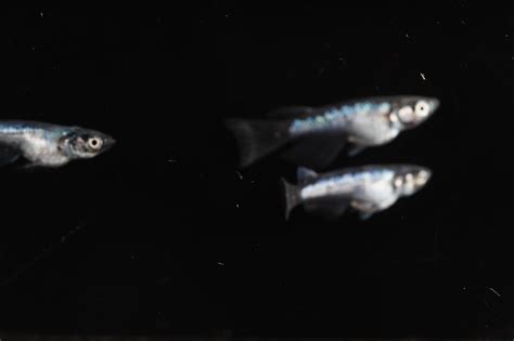 【現物個体】黒衣リアルロングフィン メダカ 1ペア因子なしメス1 Lサイズ 球磨メダカ牧場