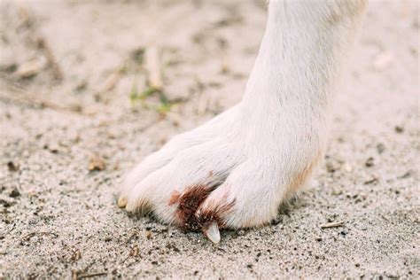 How To Treat A Dog Nail Separated From Quick 8 Easy Steps