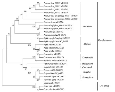 Phylogenetic Tree Constructed With Snps From 28 Chloroplast Genomes