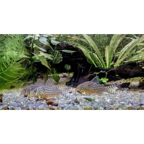Corydoras Sterbai Aqua Natura