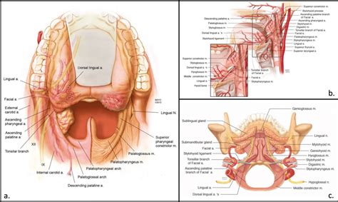 Tonsillectomy Anatomy