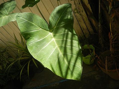 Daily Light Integral Dli How Much Light Do Your Plants Need Soltech